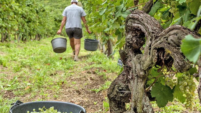 Conegliano Valdobbiadene, Consorzio al lavoro con Vitis Rauscedo per ...