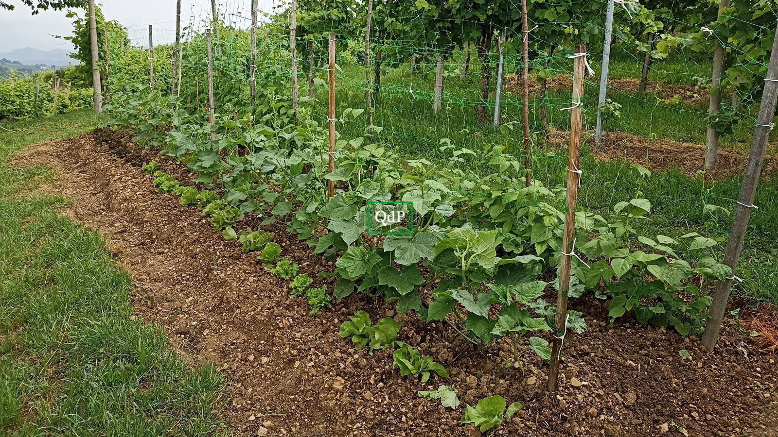 A Miane nasce il progetto degli orti urbani a disposizione dei ...