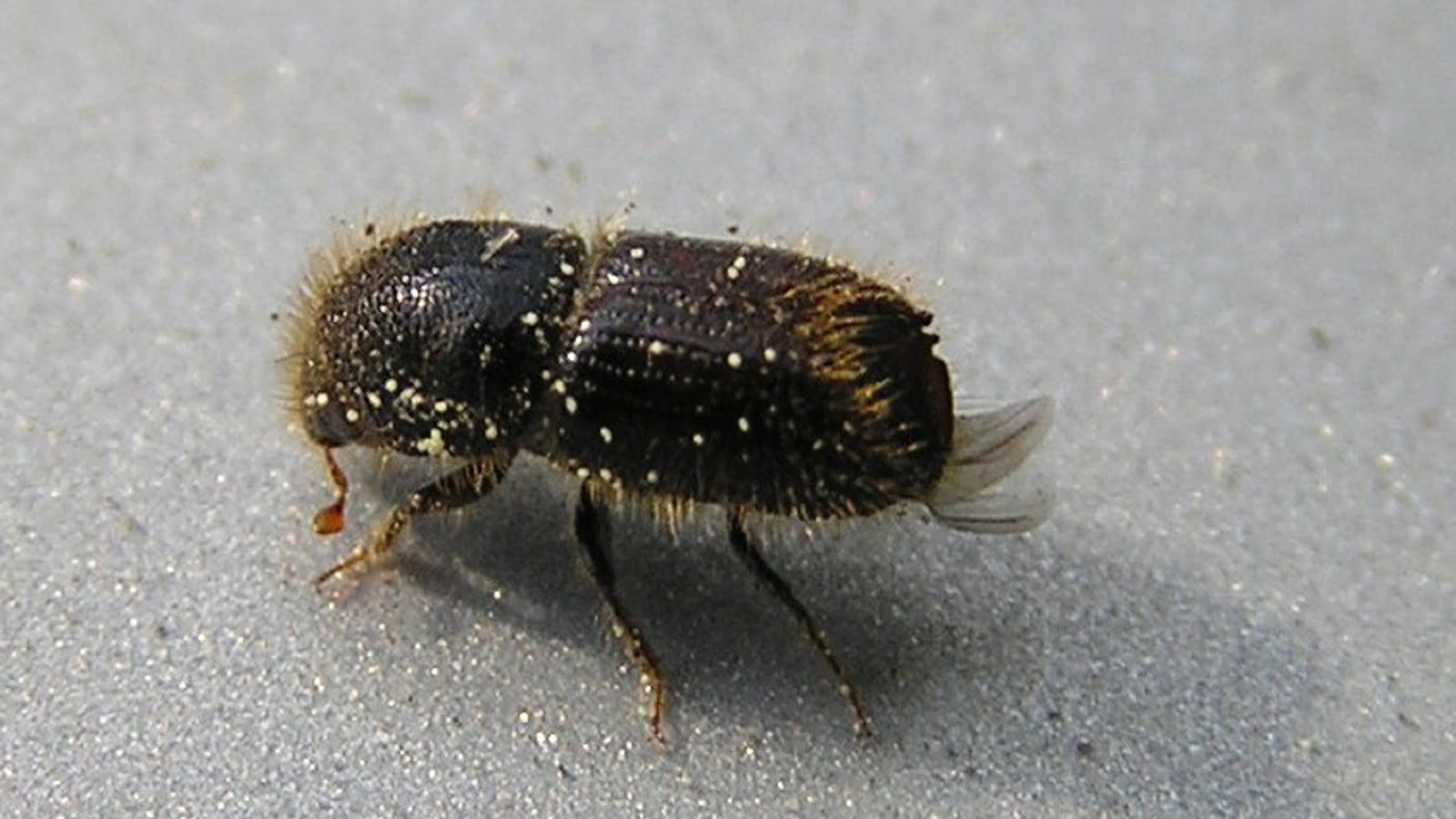 Tempesta Vaia e temperature miti tra i fattori della comparsa del ...