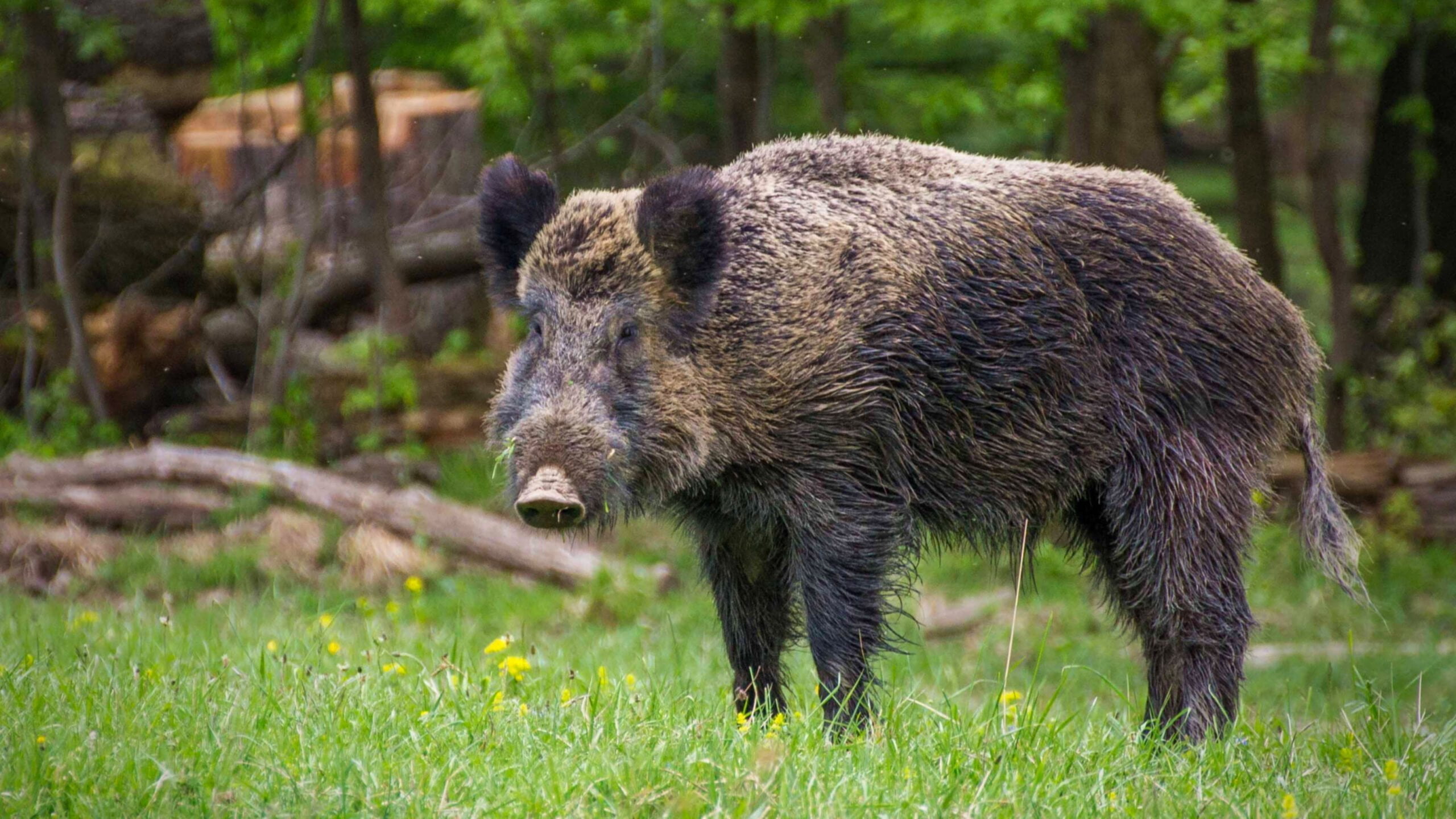 Bestiario: abbattimento dei cinghiali, ragioniamo con i numeri