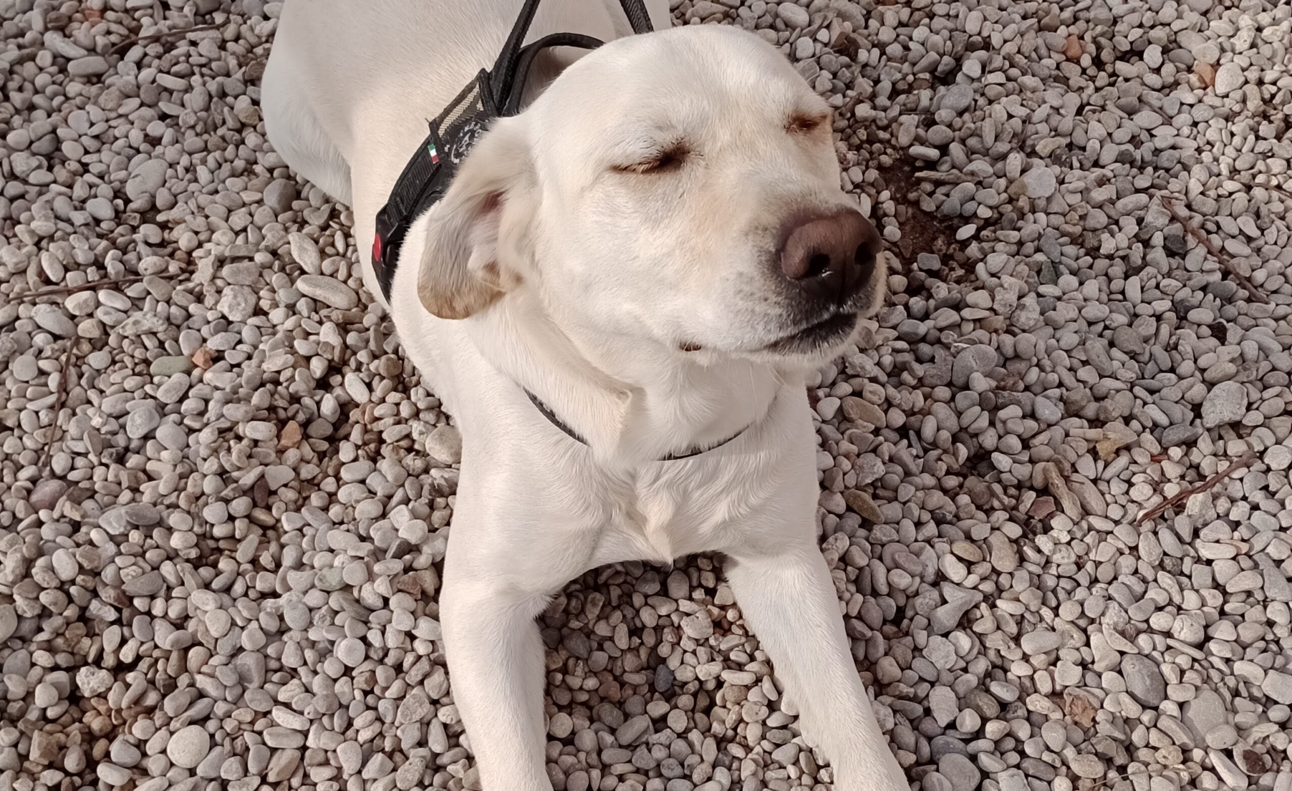 Quasi 4 famiglie su 10 hanno animali domestici (Istat)