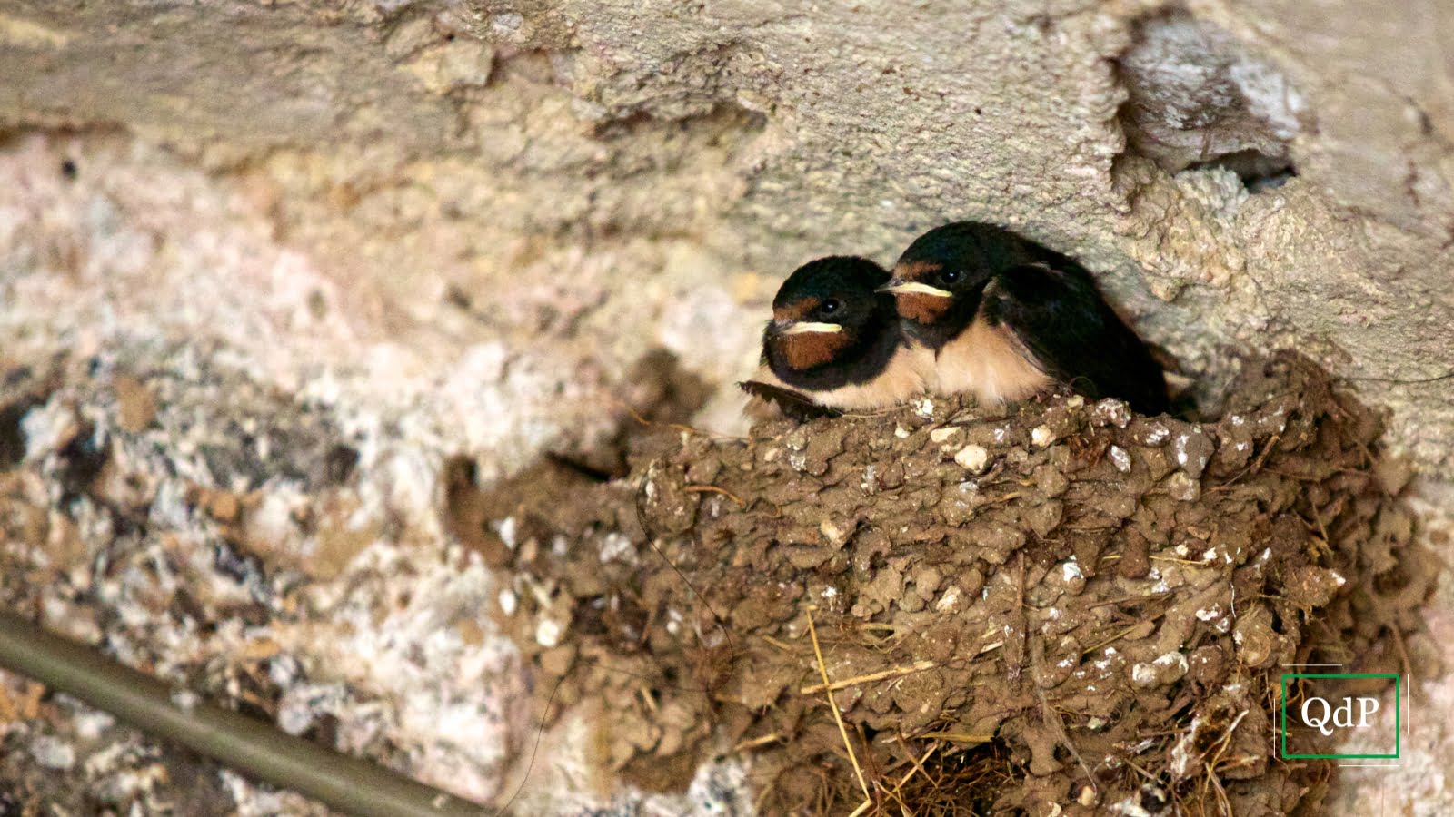 Treviso, la rivincita delle rondini: in primavera il loro nido può ...