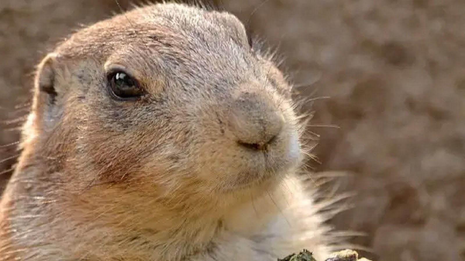 Natura e fisica in gabbia. L'intelligente design delle tane dei cani ...
