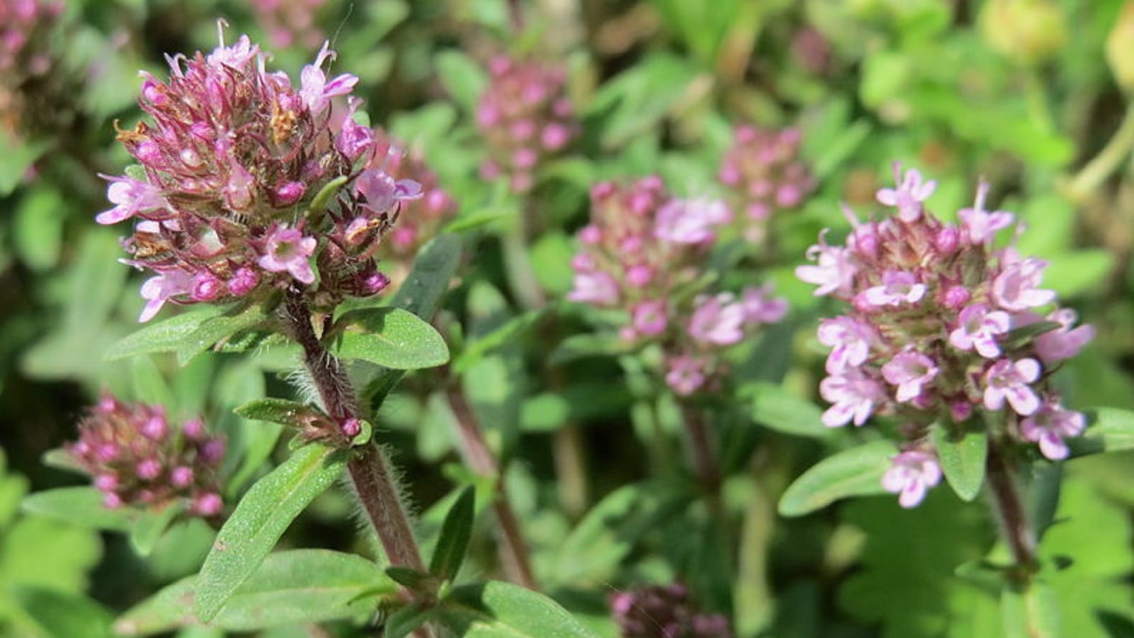 Erbari – curarsi e nutrirsi con le erbe nei secoli: il timo selvatico