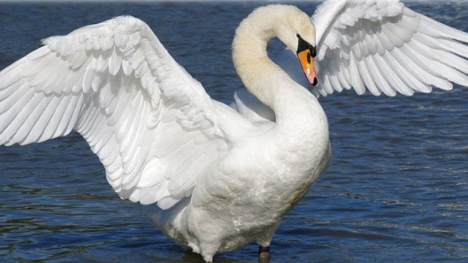 Modi di dire: il canto del cigno